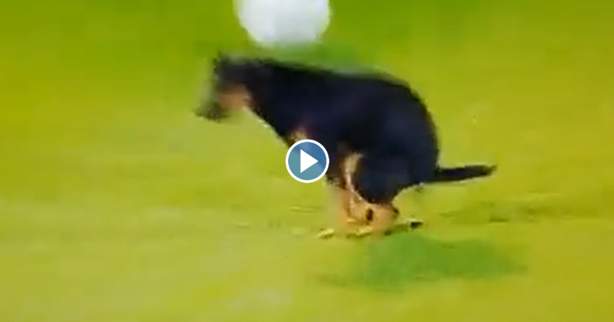 Wat is dit dan: hond poept plotseling op het veld tijdens warming-up ...